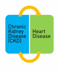 CKD_HD_Graphic1 – AAKP